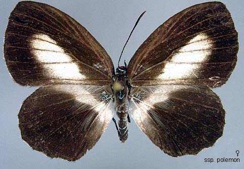 Papua Insects Foundation (Lepidoptera/Lycaenidae/Lycaeninae ...